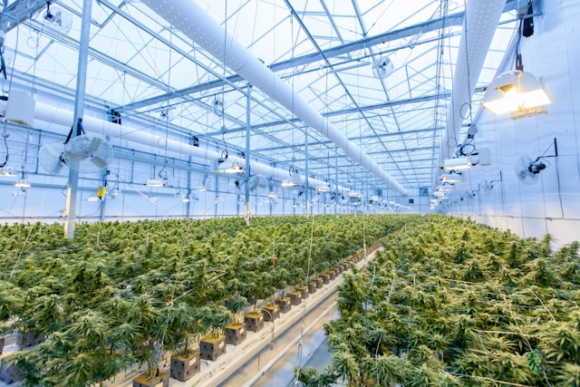 Vibe: Best Cannabis Dispensaries in Michigan - VIBE Dispensary Center